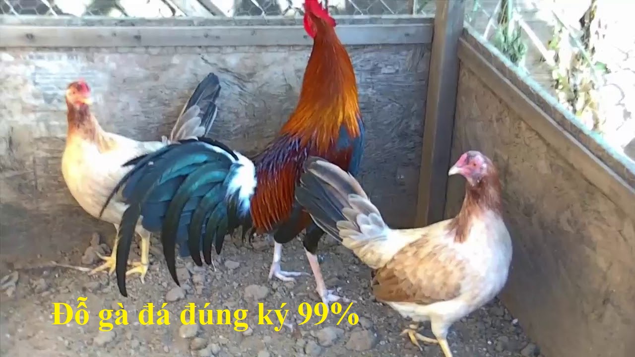 Đỗ gà đá đúng ký theo ý muốn chính xác 99% - Đá gà trực tiếp